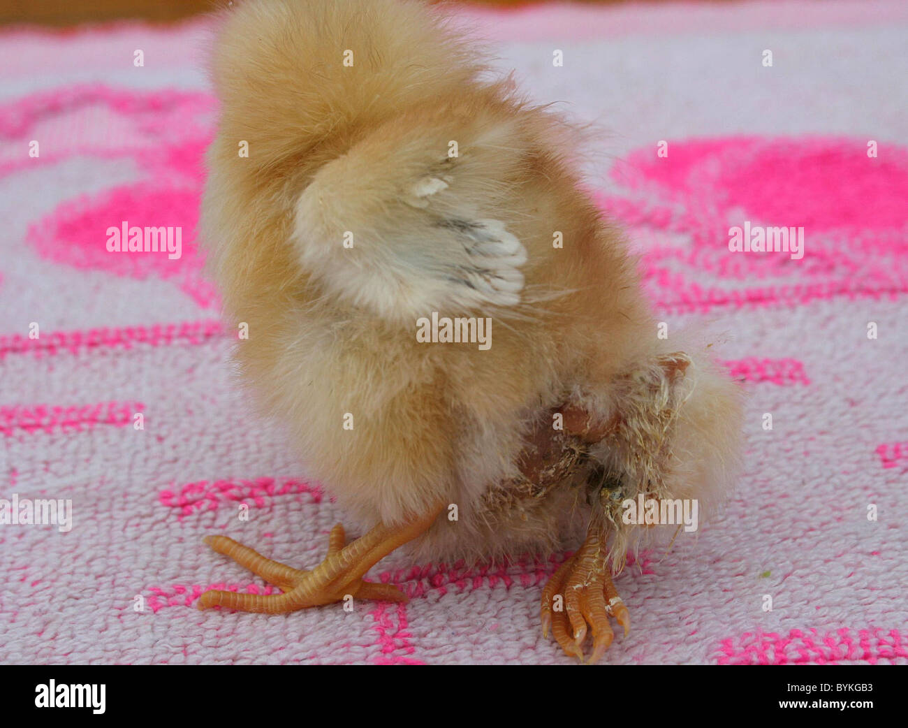 FARMER FINDS CHICK WITH FOUR LEGS You have heard of headless chickens ...