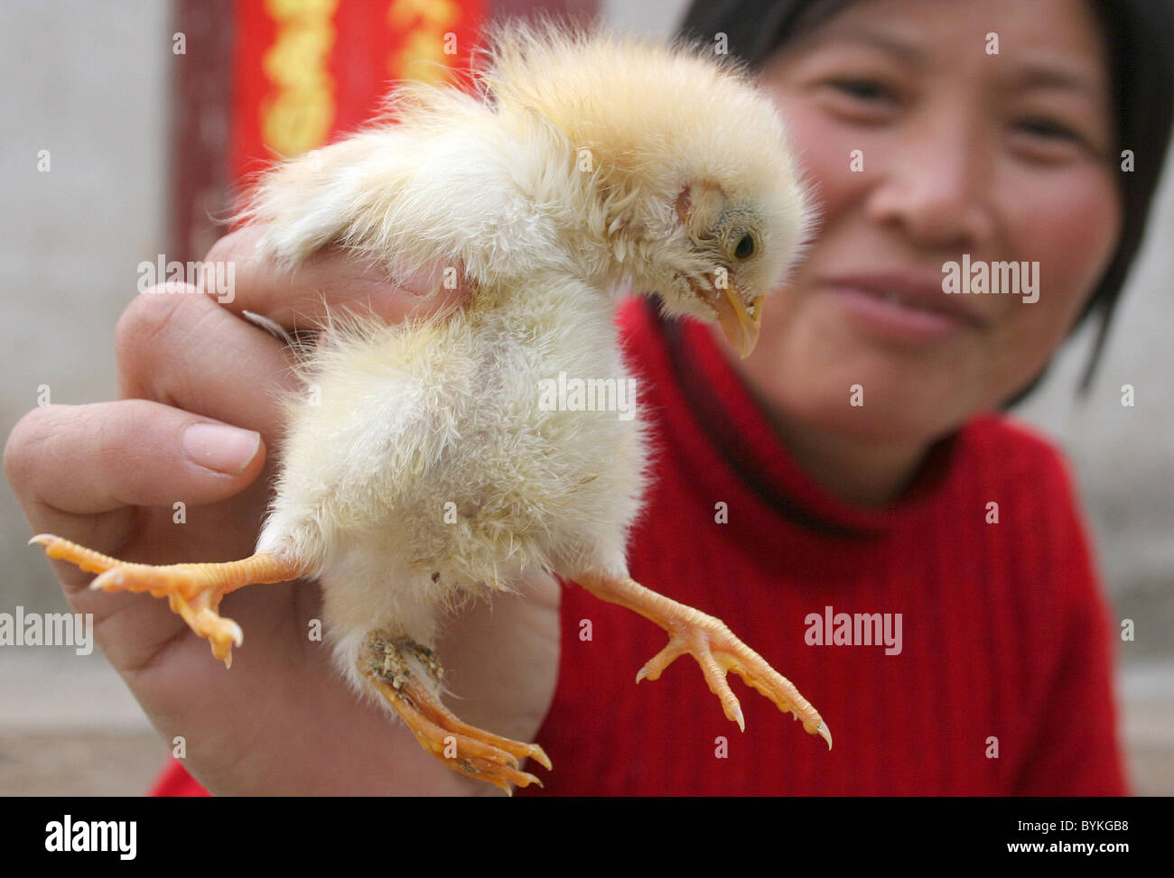 FARMER FINDS CHICK WITH FOUR LEGS You have heard of headless chickens ...
