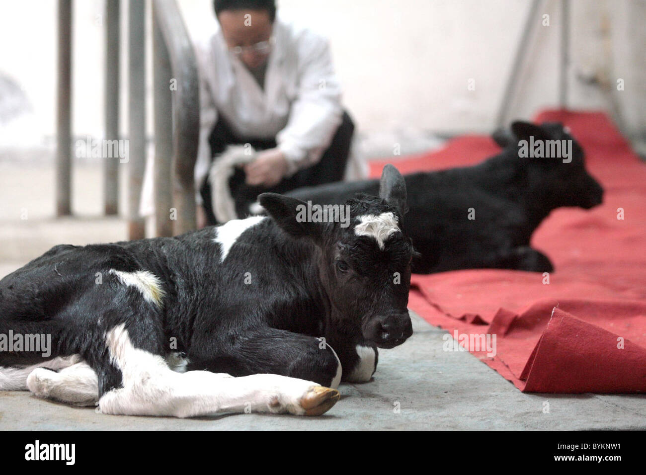 ATTACK OF THE CLONES It's double trouble as two cloned cows parade at ...