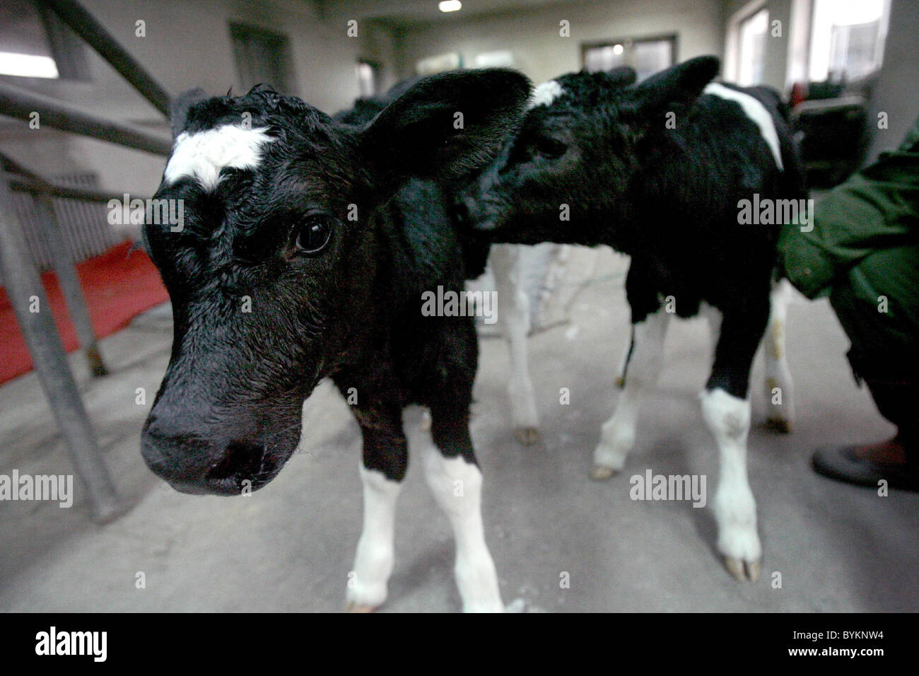 ATTACK OF THE CLONES It's double trouble as two cloned cows parade at ...
