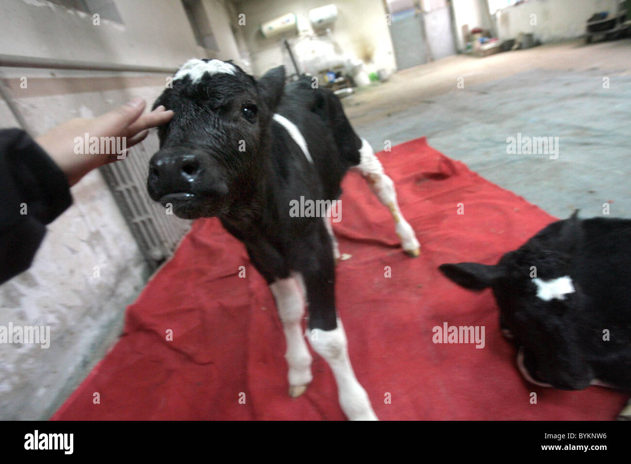 ATTACK OF THE CLONES It's double trouble as two cloned cows parade at ...