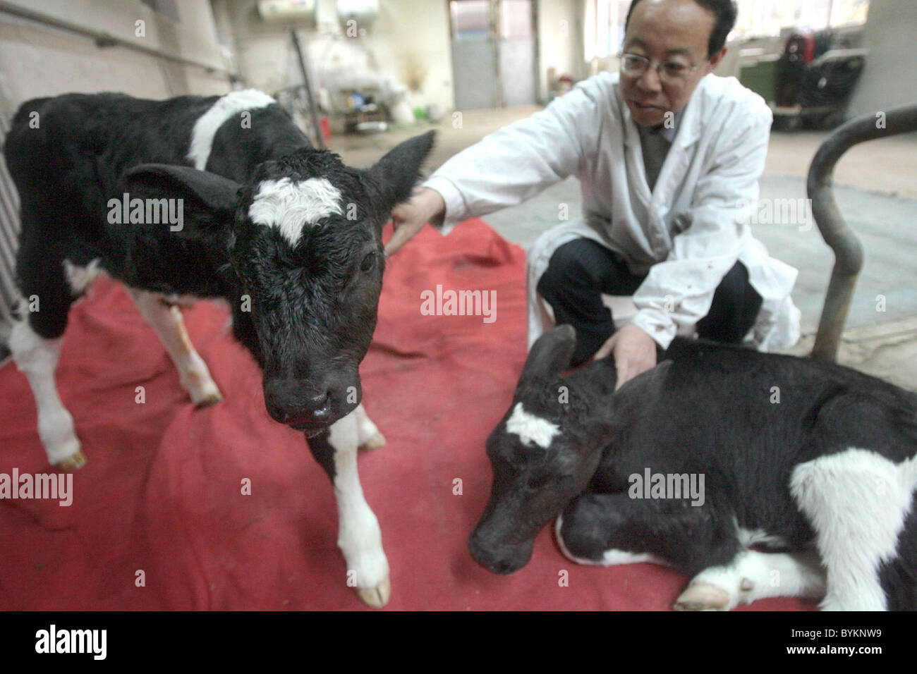 ATTACK OF THE CLONES It's double trouble as two cloned cows parade at ...