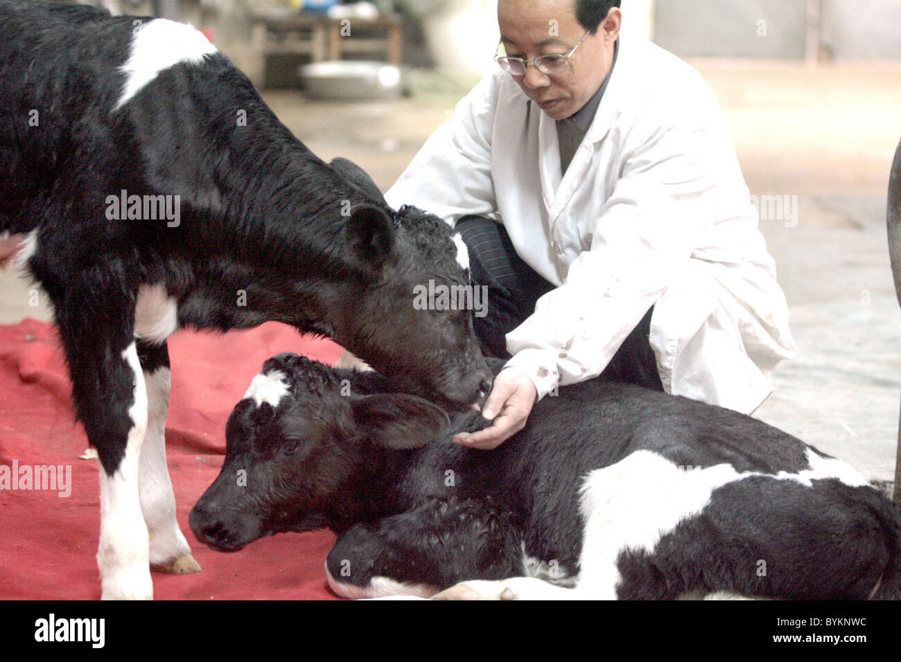 ATTACK OF THE CLONES It's double trouble as two cloned cows parade at ...