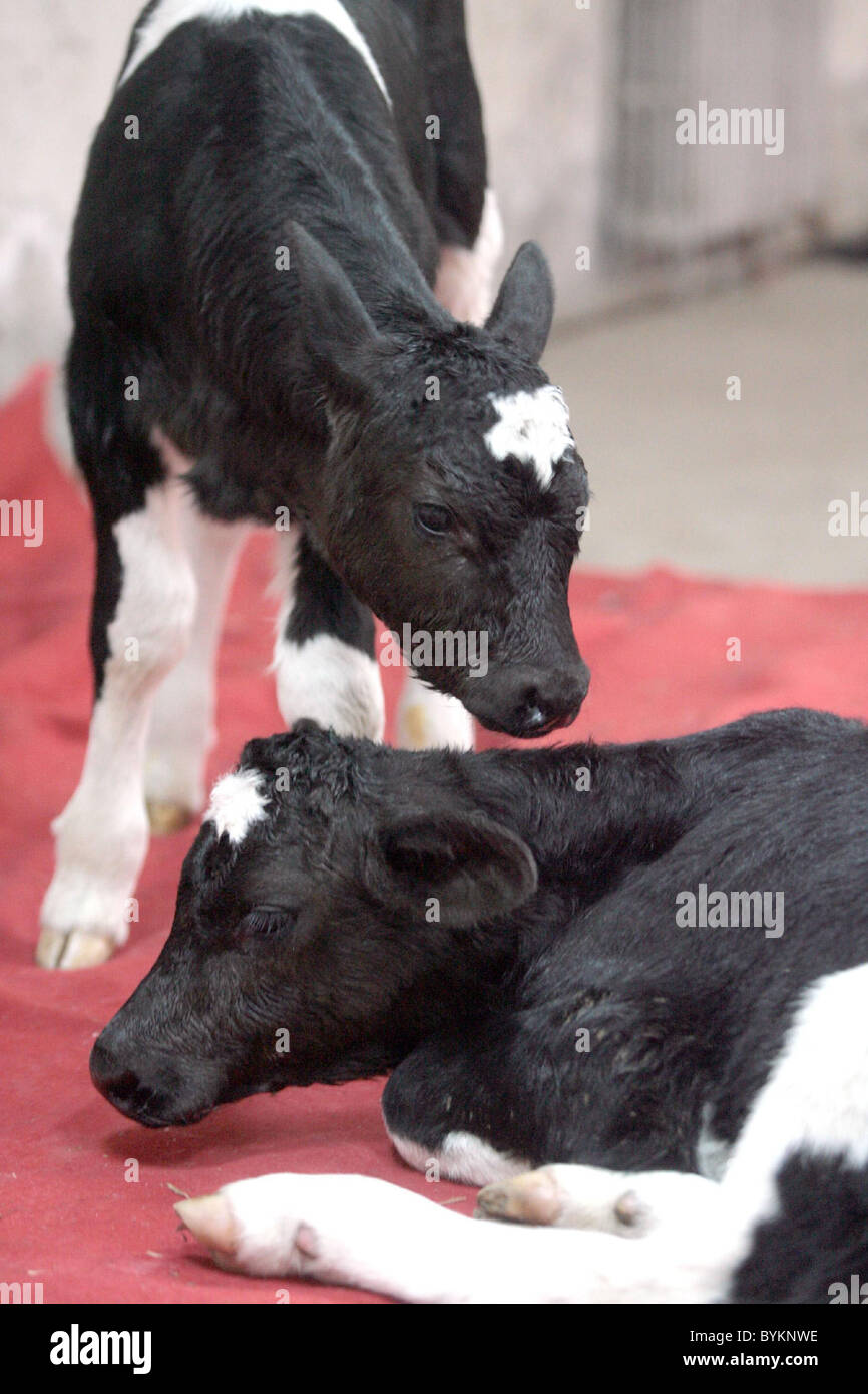 ATTACK OF THE CLONES It's double trouble as two cloned cows parade at ...