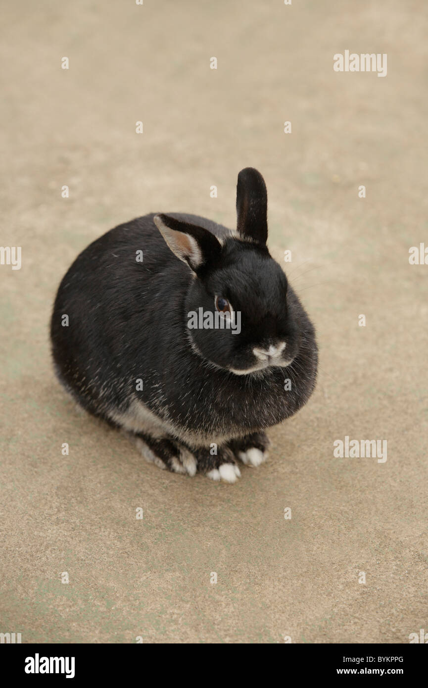 Black rabbit hi-res stock photography and images - Alamy