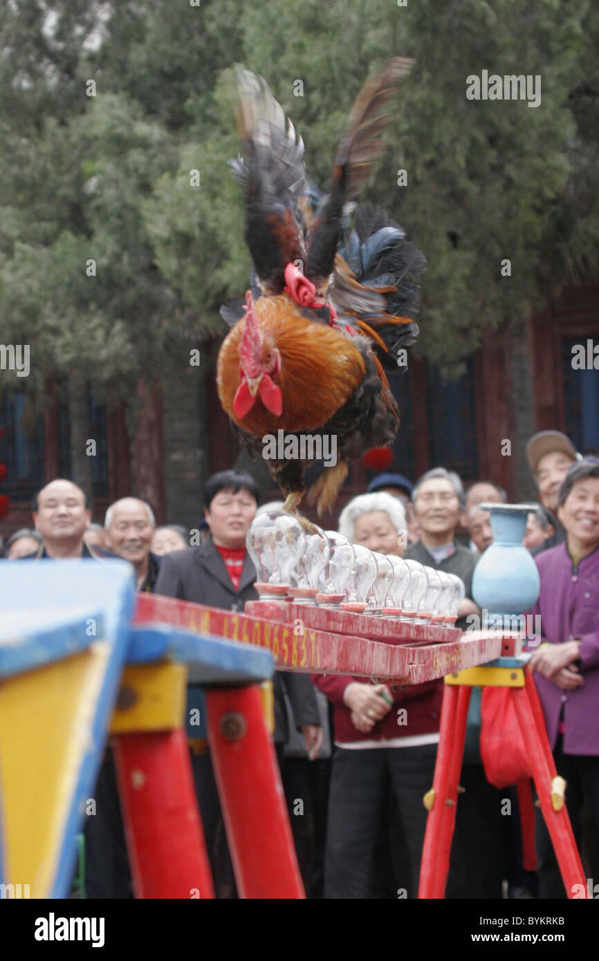 ANIMAL CIRCUS The most talented animals in China gather at the Luoyang ...