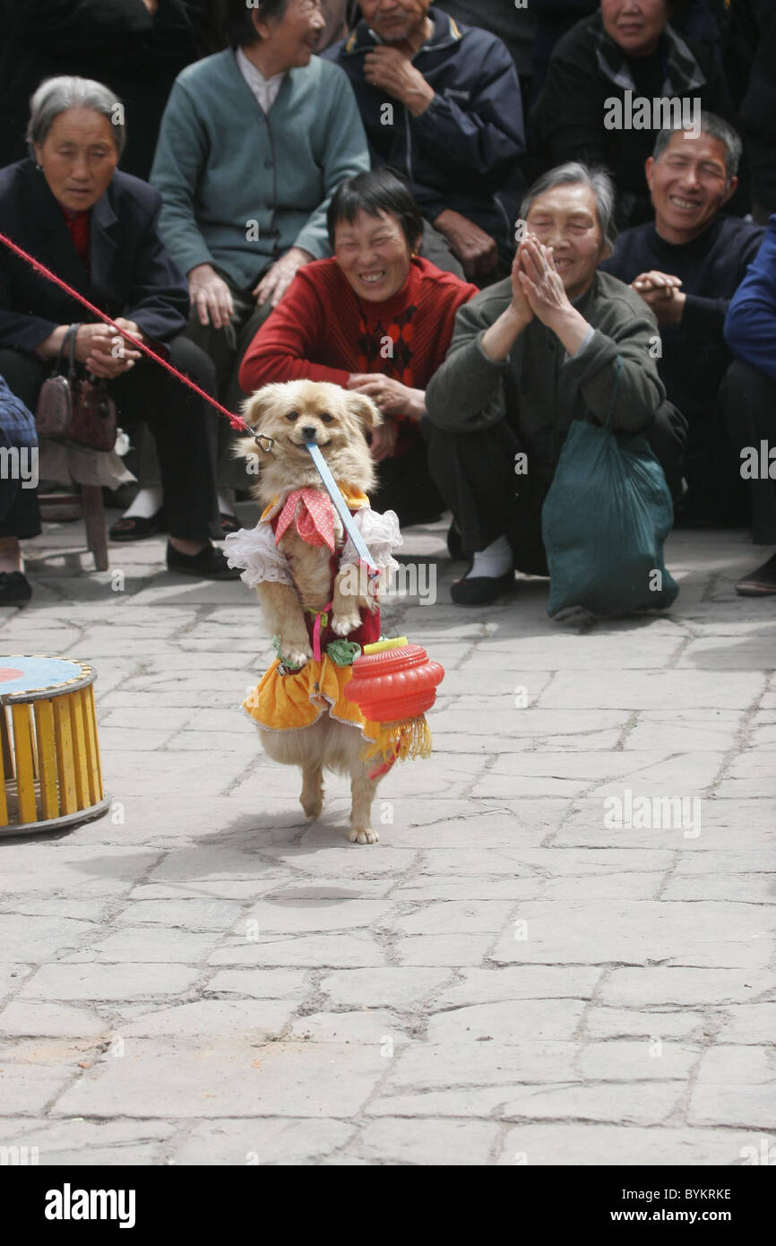 ANIMAL CIRCUS The most talented animals in China gather at the Luoyang ...