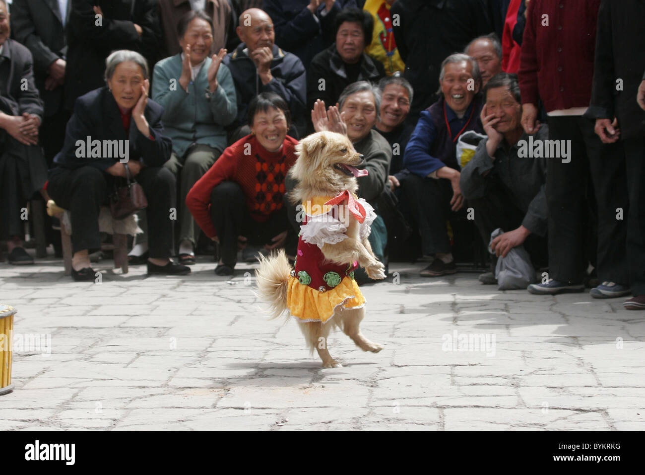 ANIMAL CIRCUS The most talented animals in China gather at the Luoyang ...