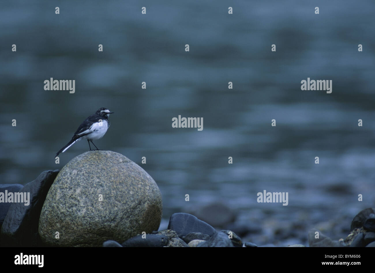 Japanese wagtail hi-res stock photography and images - Alamy
