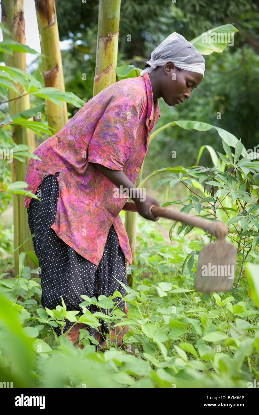 A woman farmer works on her small farm in rural Masaka, Uganda, East ...