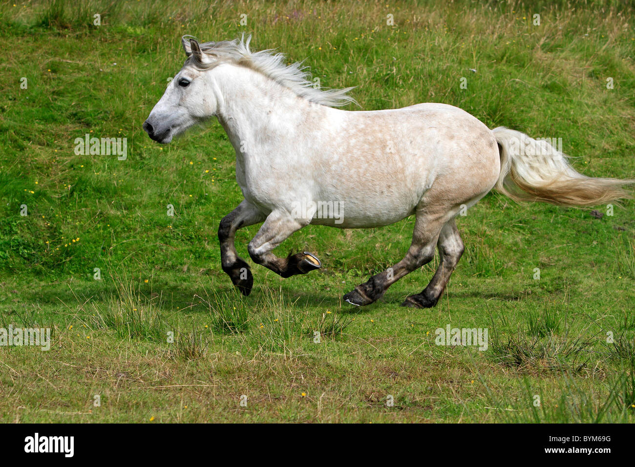 Highland pony horse hi-res stock photography and images - Alamy