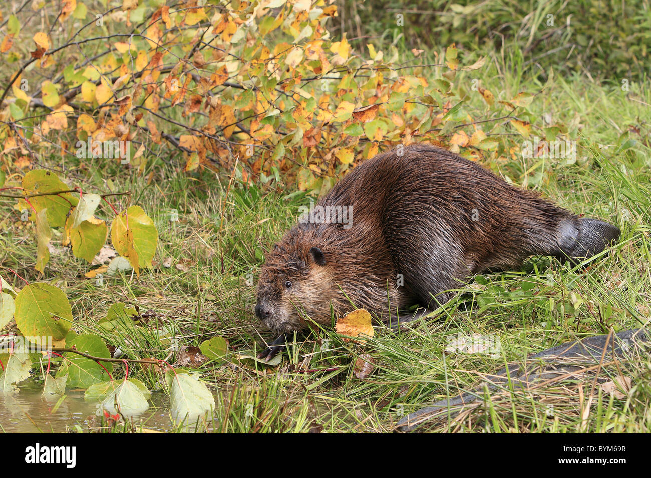 American beaver canadian beaver canadensis hi-res stock photography and ...