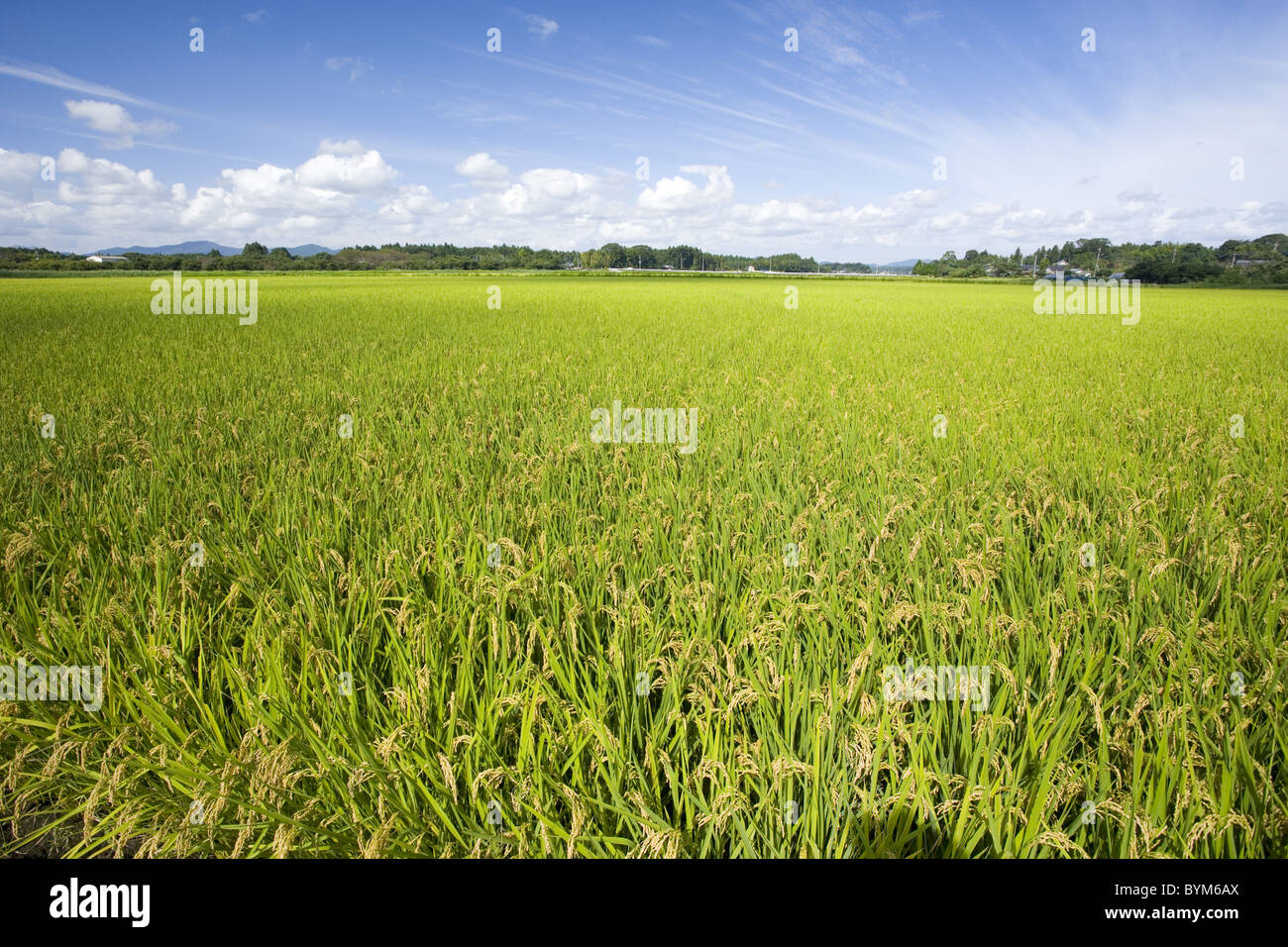 Japan urban rice paddy hi-res stock photography and images - Alamy