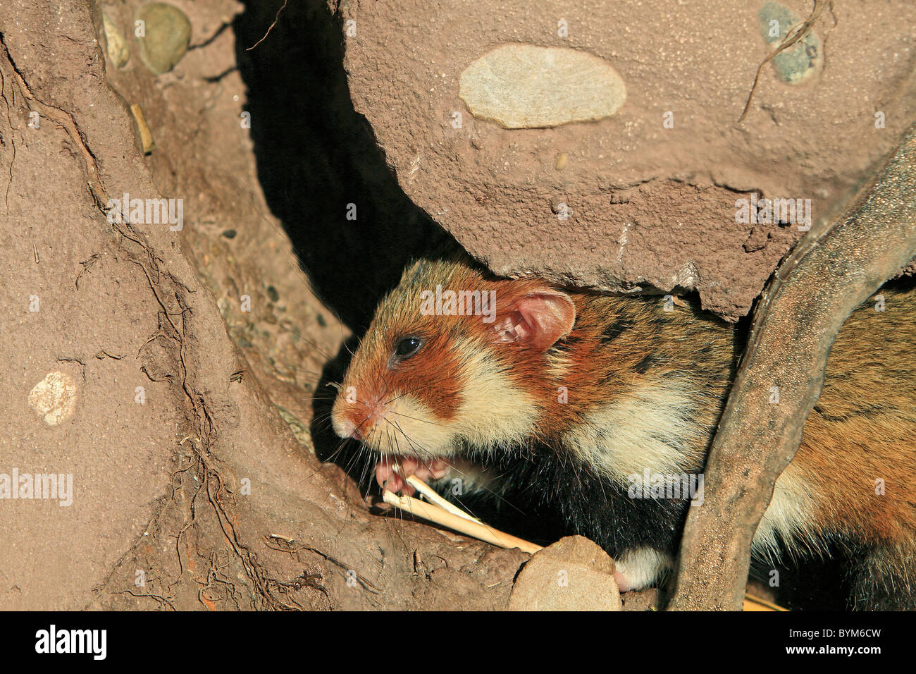 European Hamster, Black-bellied Hamster, Common Hamster (Cricetus ...