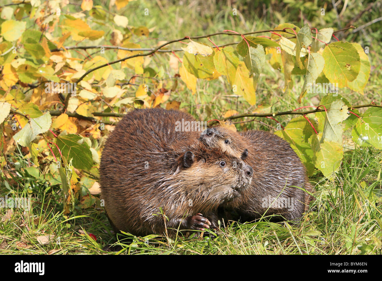 Female beaver hi-res stock photography and images - Alamy