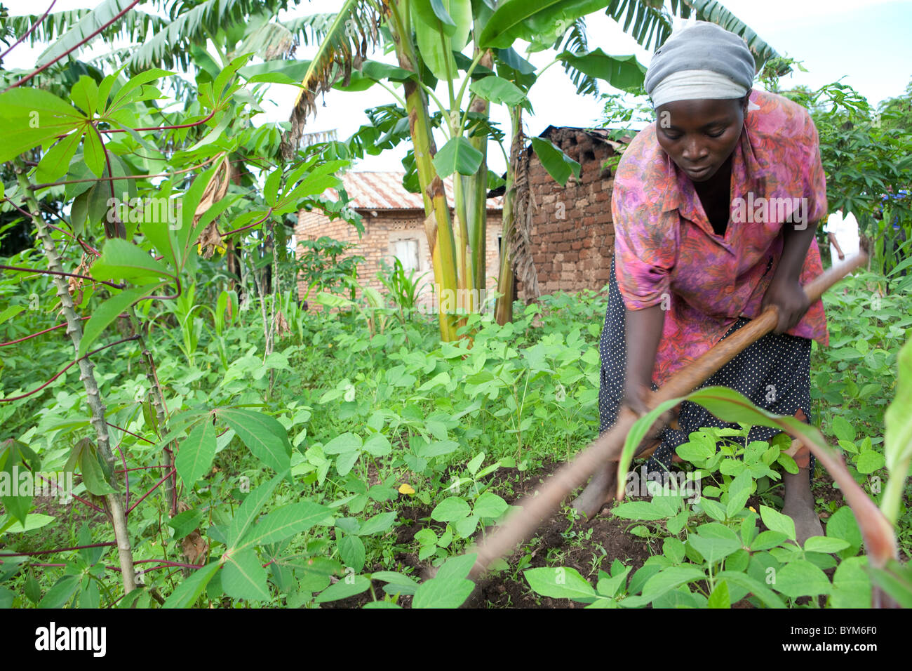 A woman farmer works on her small farm in rural Masaka, Uganda, East ...