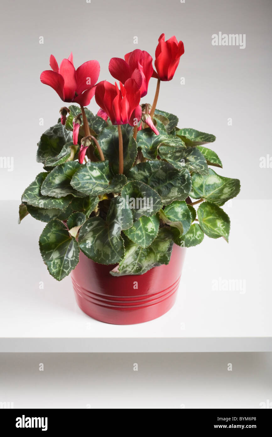 Red Cyclamen arranged on white shelf Stock Photo - Alamy