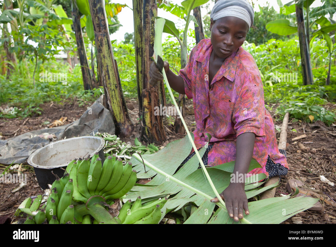 A woman prepares a meal of bananas for her family in rural Masaka ...