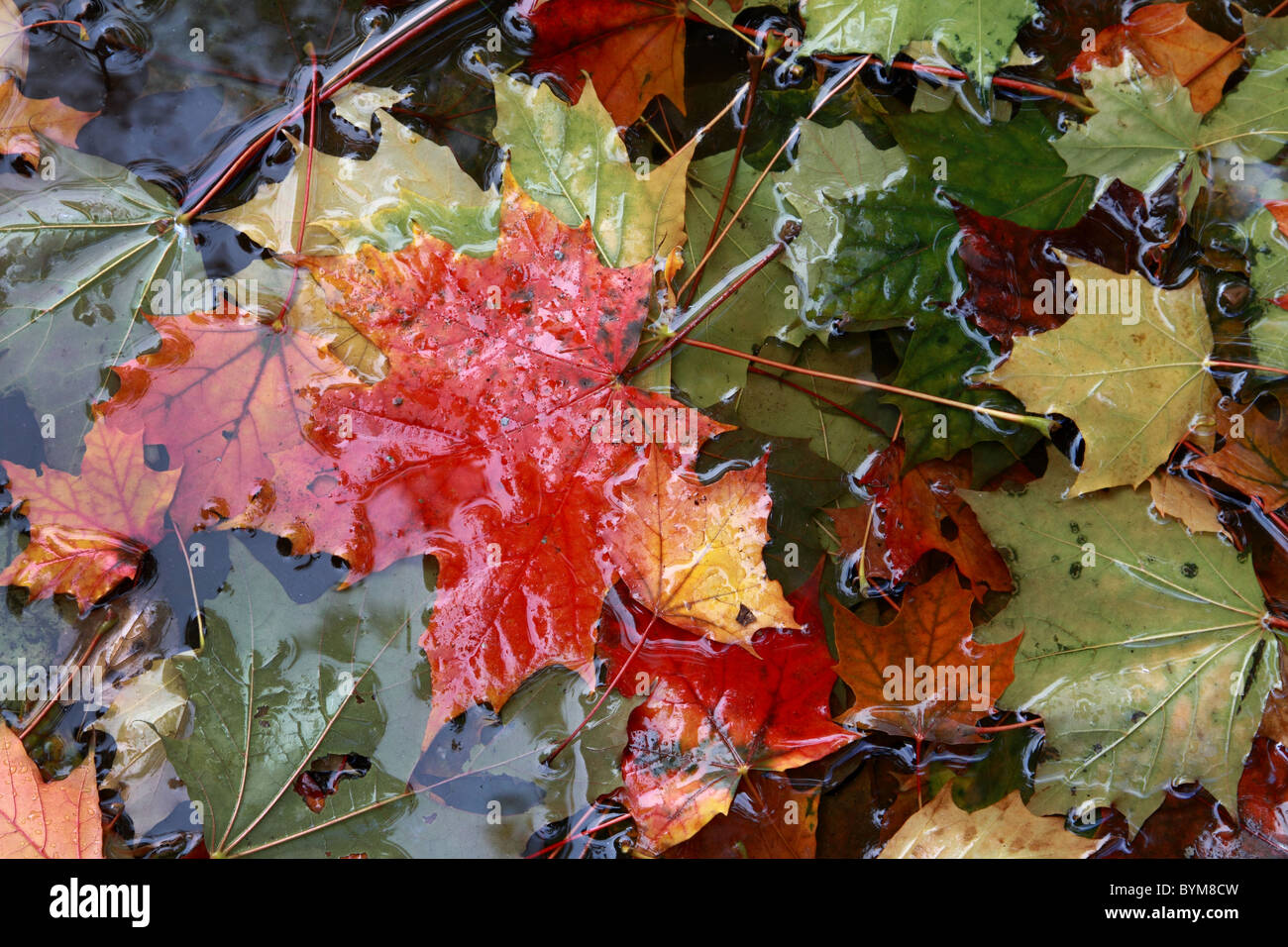 maple leaf in the water Stock Photo - Alamy