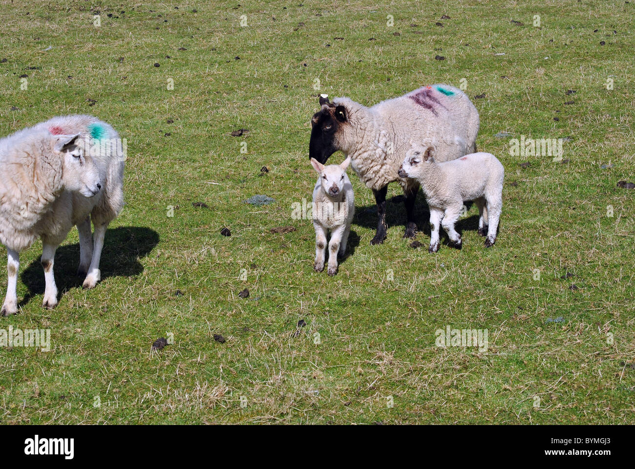 spring lambs in a field in ireland Stock Photo - Alamy