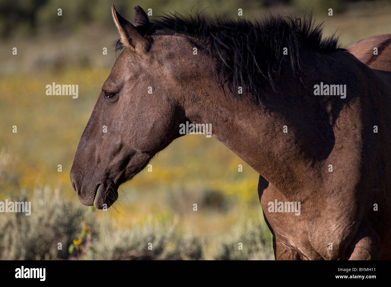 Bay Mustang Stallion Profile Stock Photo - Alamy