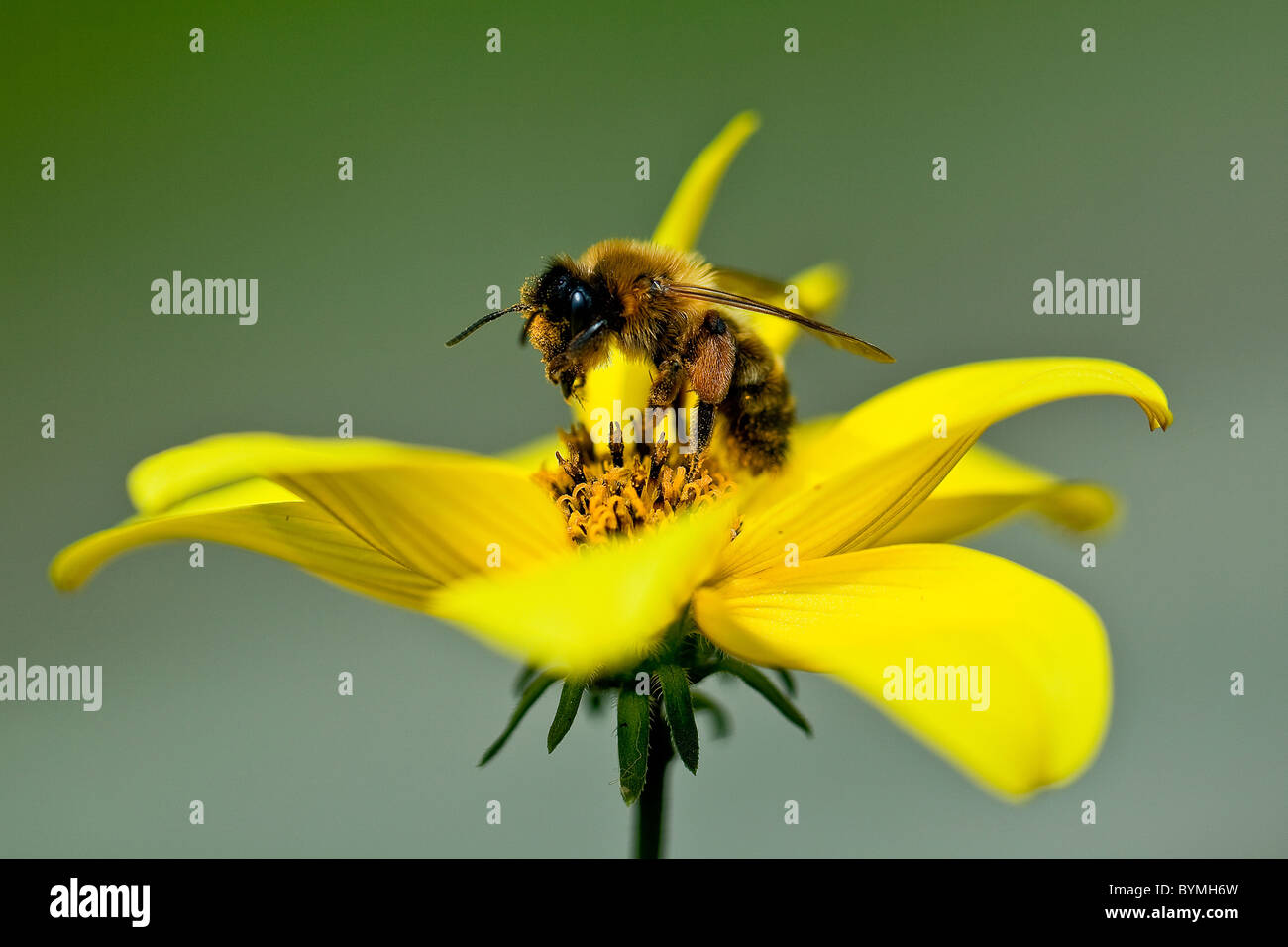 Close-up bee on flower collects nectar Stock Photo - Alamy
