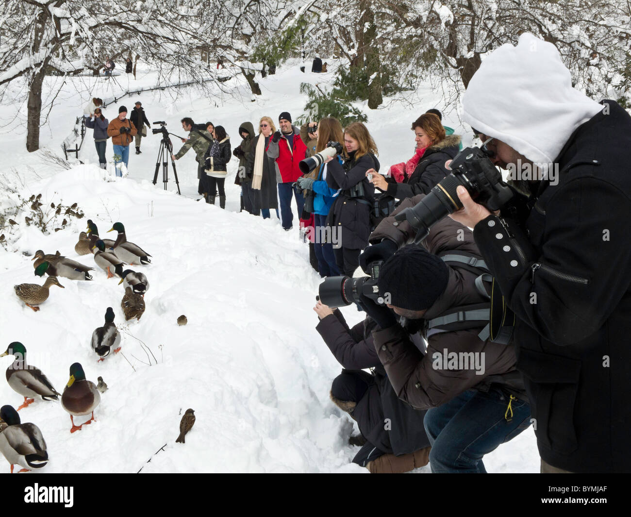 Crowd Taking Photos of Ducks, Frozen Pond, Central Park, NYC Stock ...