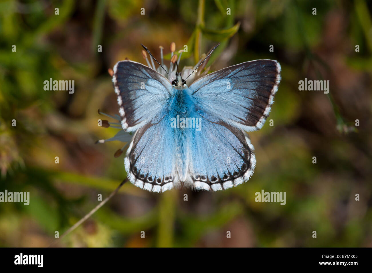 Chalk hill blue butterfly hi-res stock photography and images - Alamy
