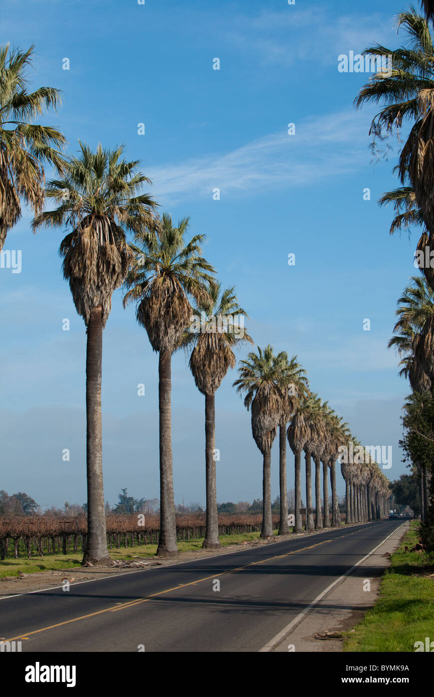 A Row of palm trees along side a road Stock Photo - Alamy