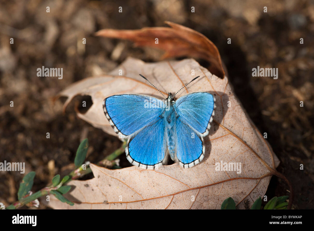 Adonis Blue (Lysandra bellargus), wings open Stock Photo - Alamy