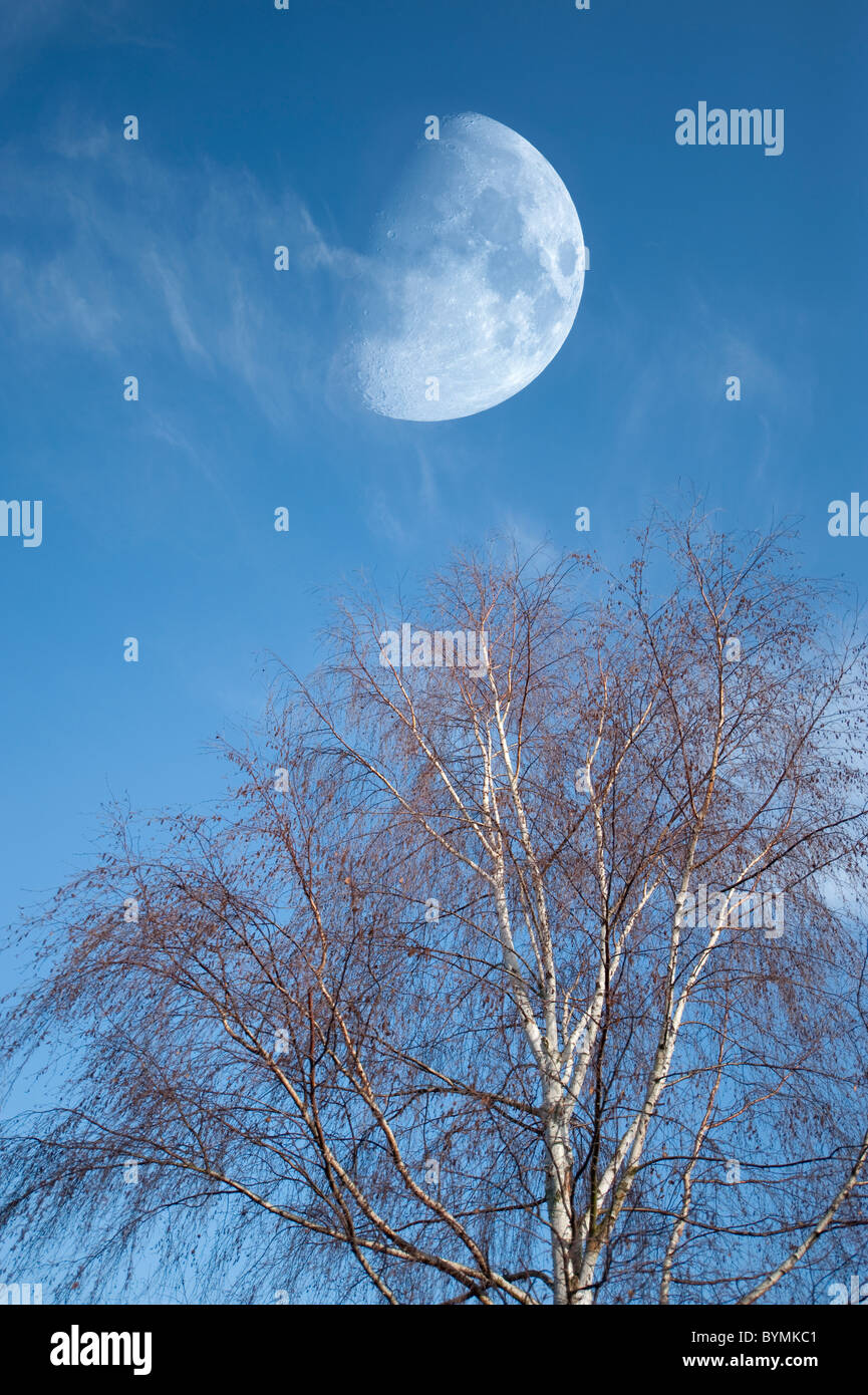 Silver Birch tree branches with a daylight moon and wispy clouds Stock ...