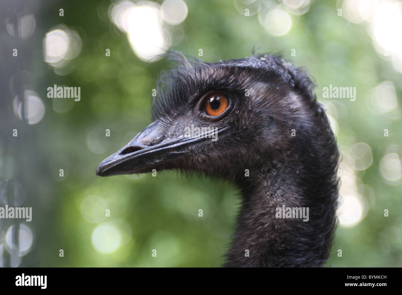 Emu birds hi-res stock photography and images - Alamy
