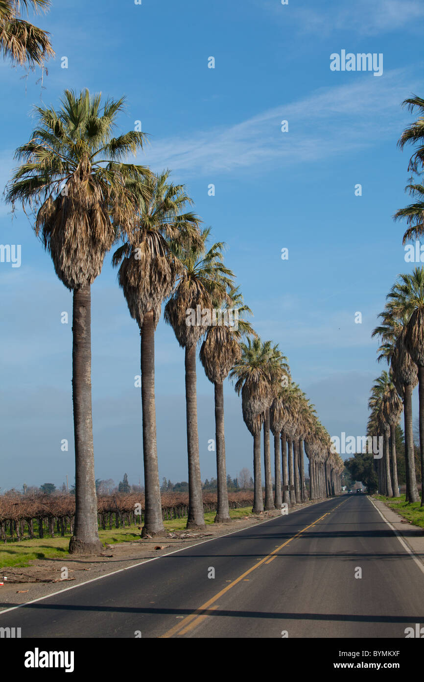 Row Of Palm Trees