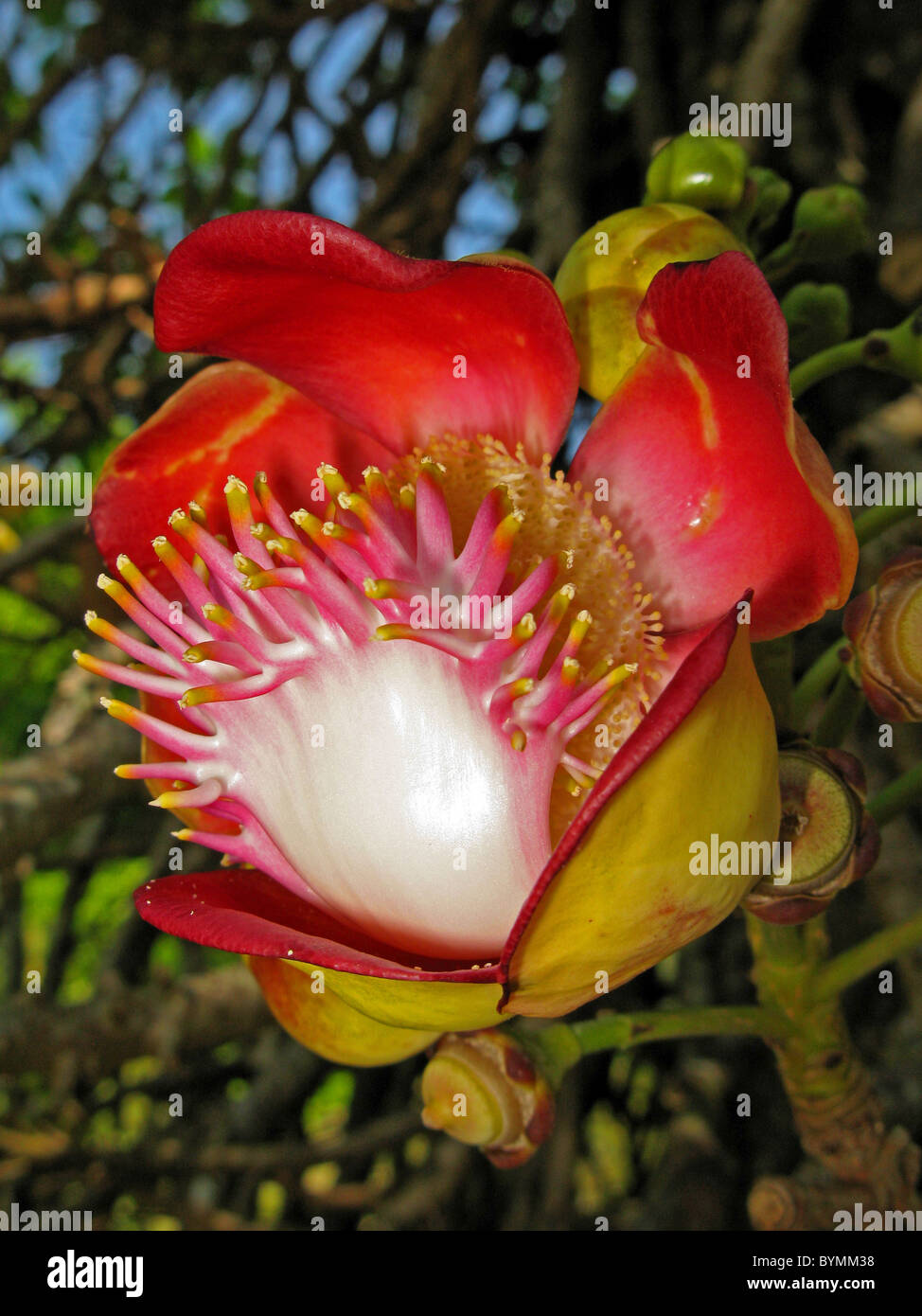 Cannon Ball Tree Flower - Couroupita guianensis Stock Photo - Alamy
