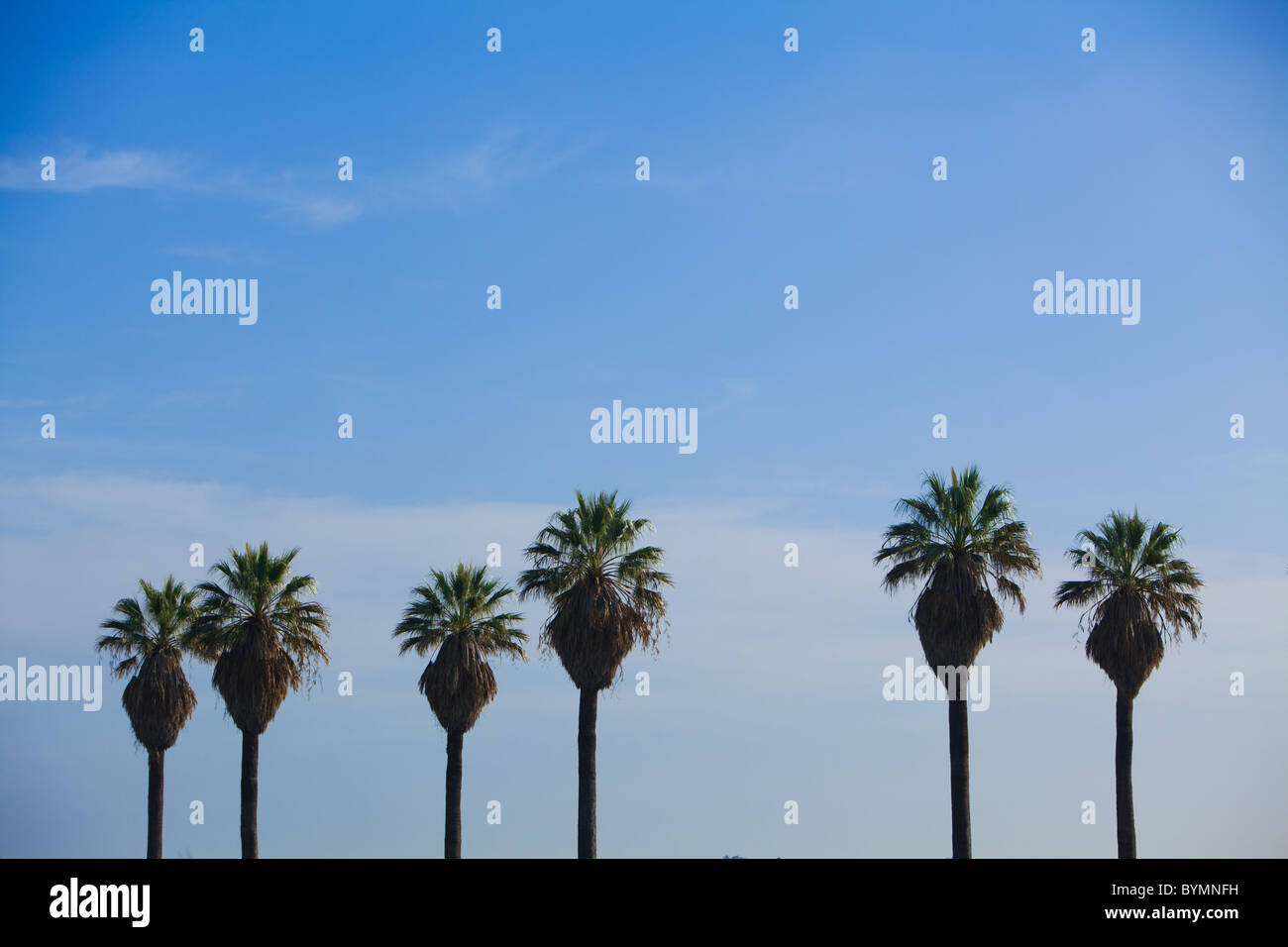 Row palm trees on street hi-res stock photography and images - Alamy