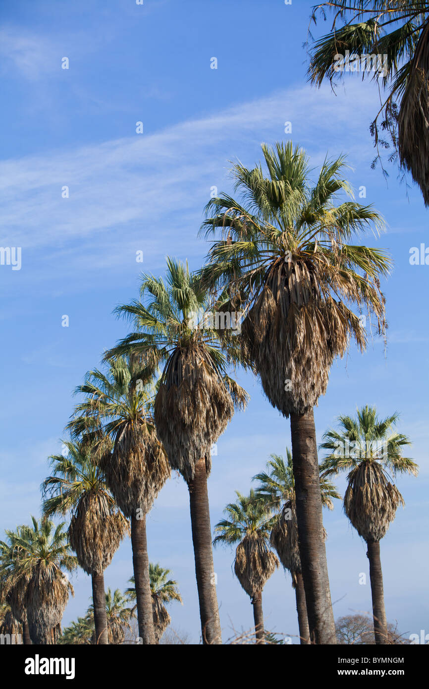 Row palm trees on street hi-res stock photography and images - Alamy