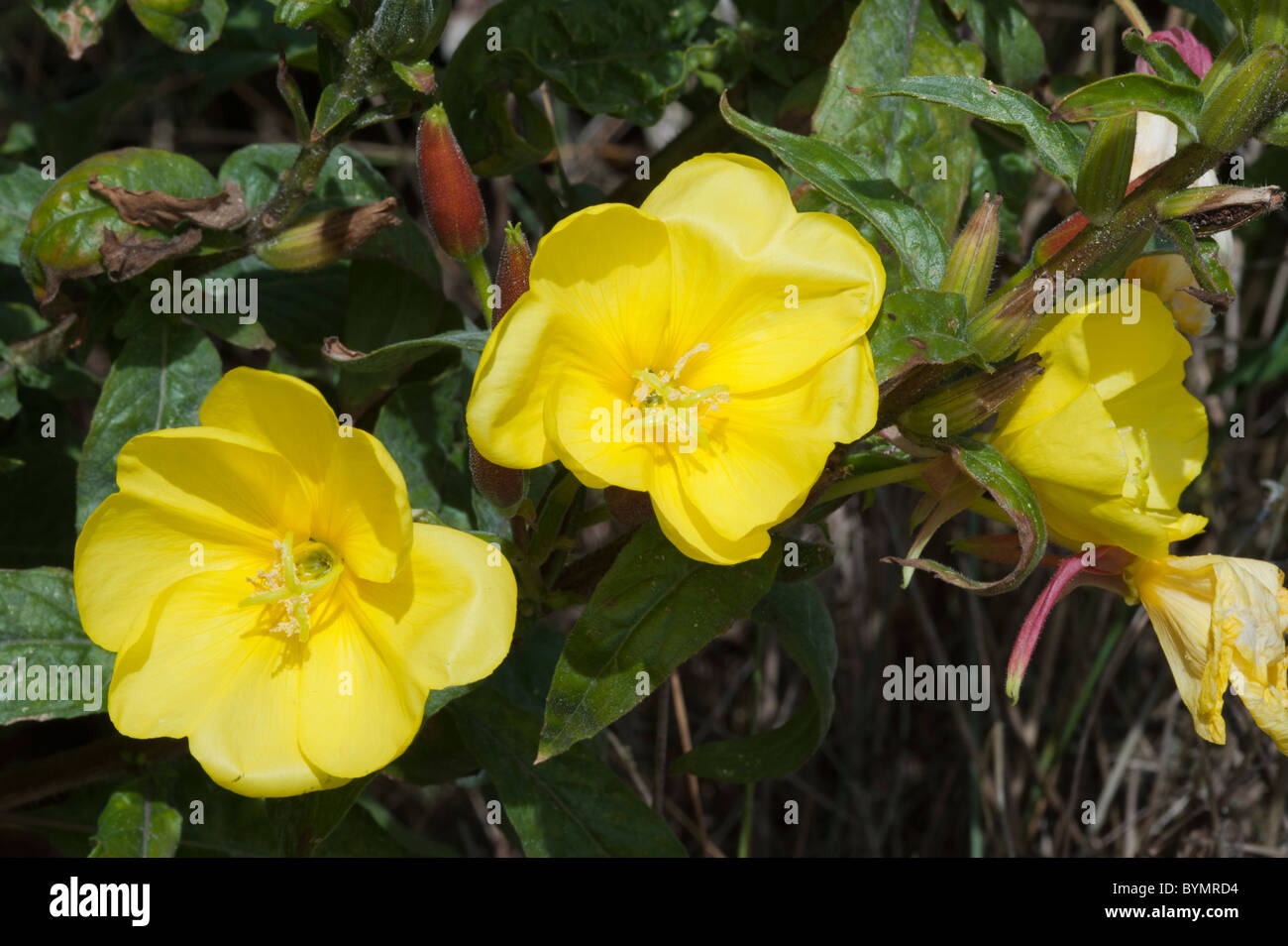 Large-flowered Evening-primrose (Oenotheraeythrosepala Stock Photo - Alamy