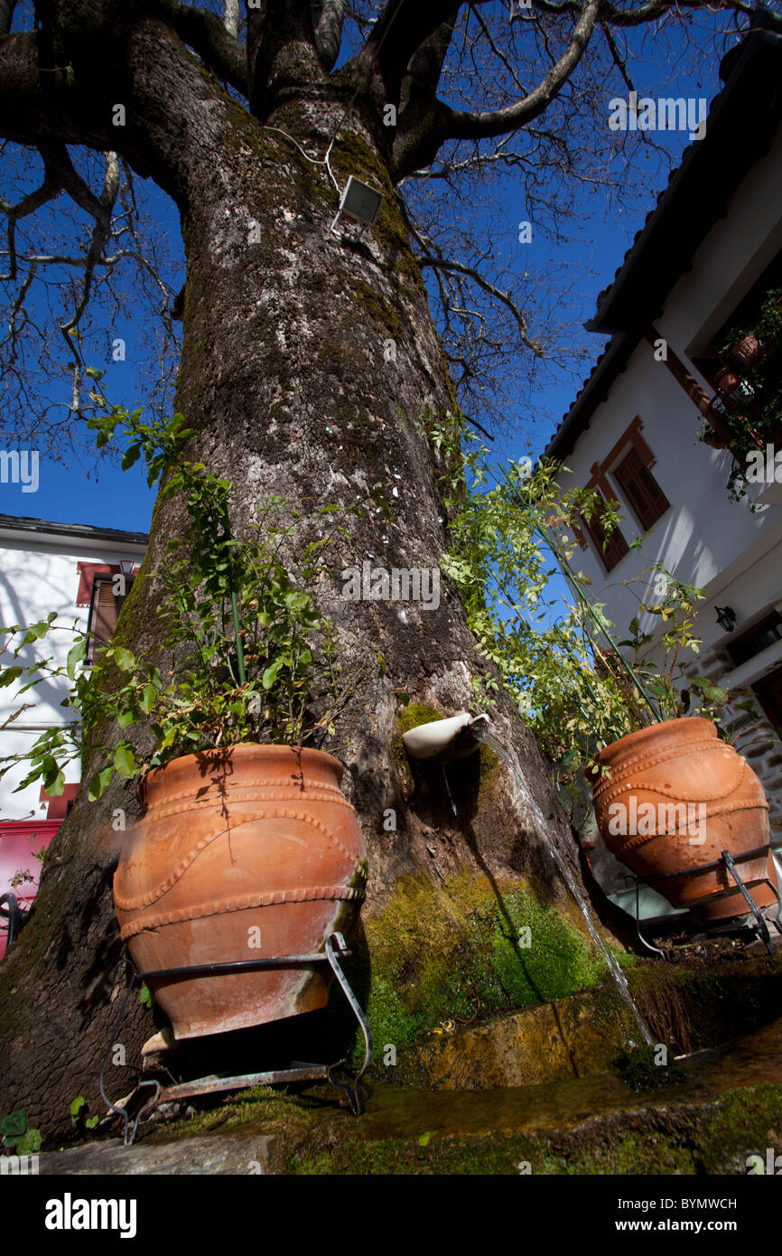 Big tree with two large pots at its base and fresh water running from ...