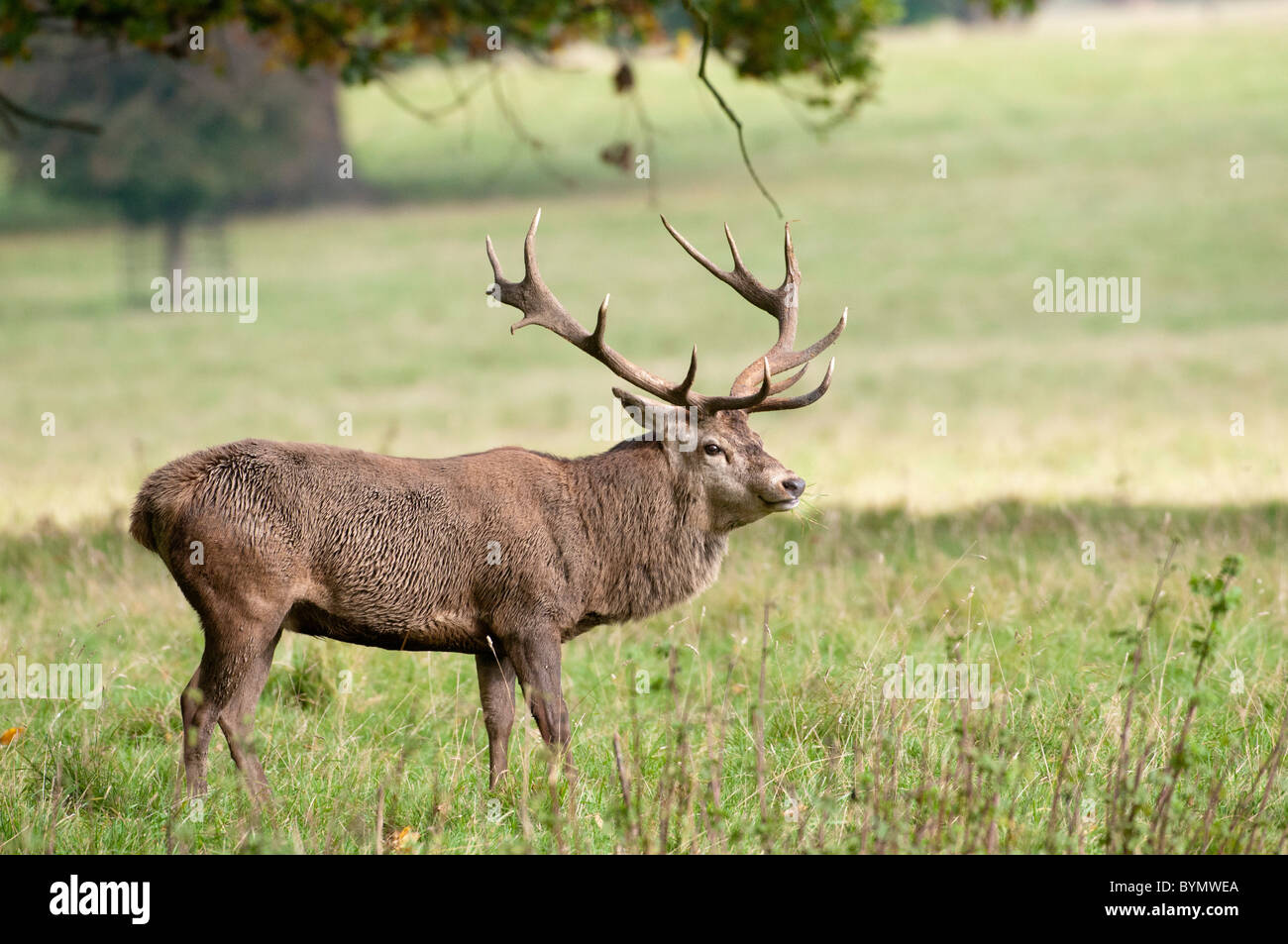 Stag and fawn hi-res stock photography and images - Alamy