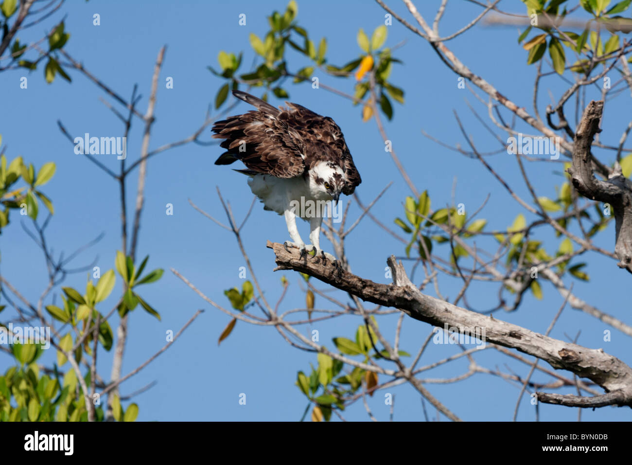 Osprey fledgling hi-res stock photography and images - Alamy