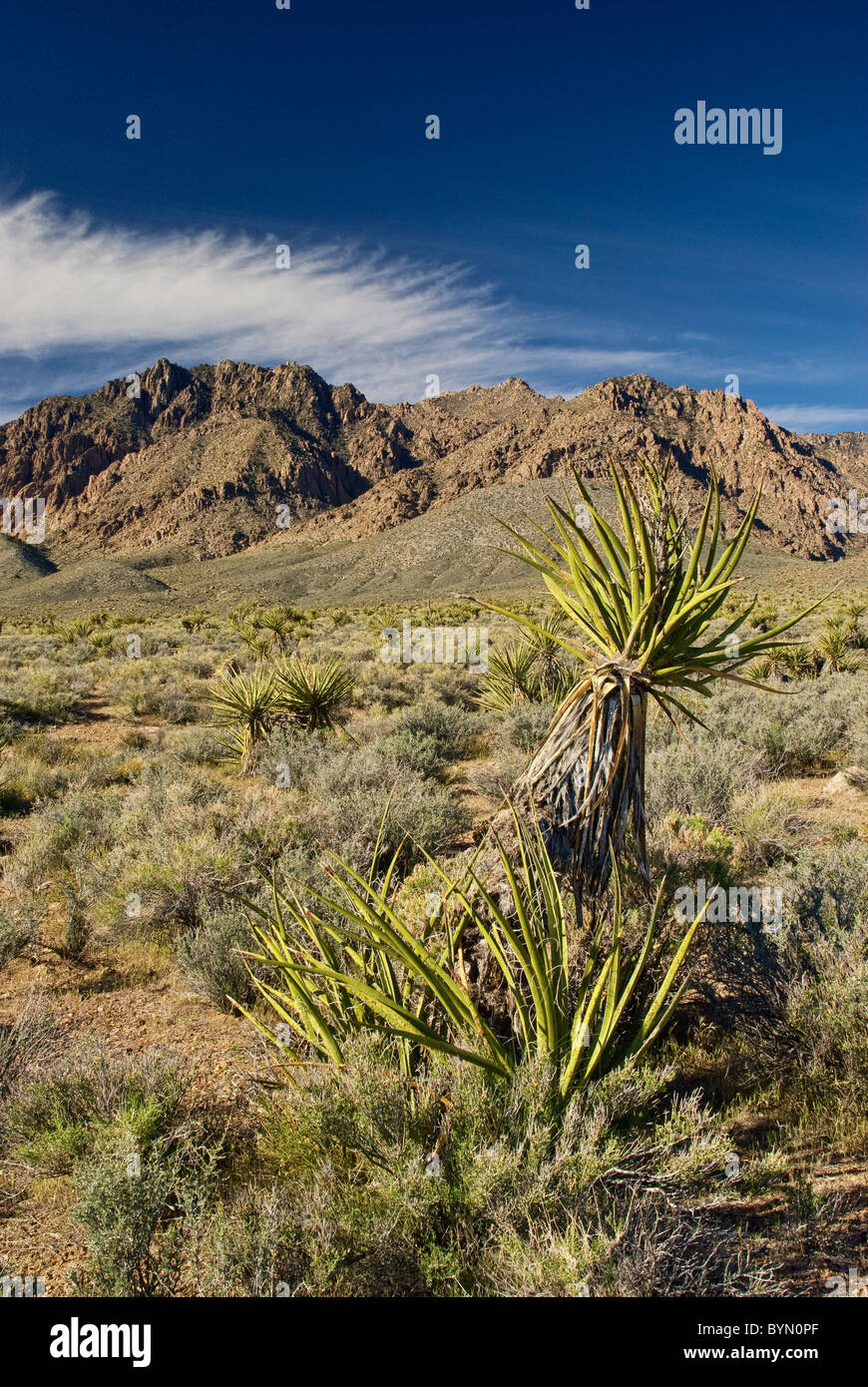 Mojave yucca also known as Spanish Dagger with Kingston Range mountains ...
