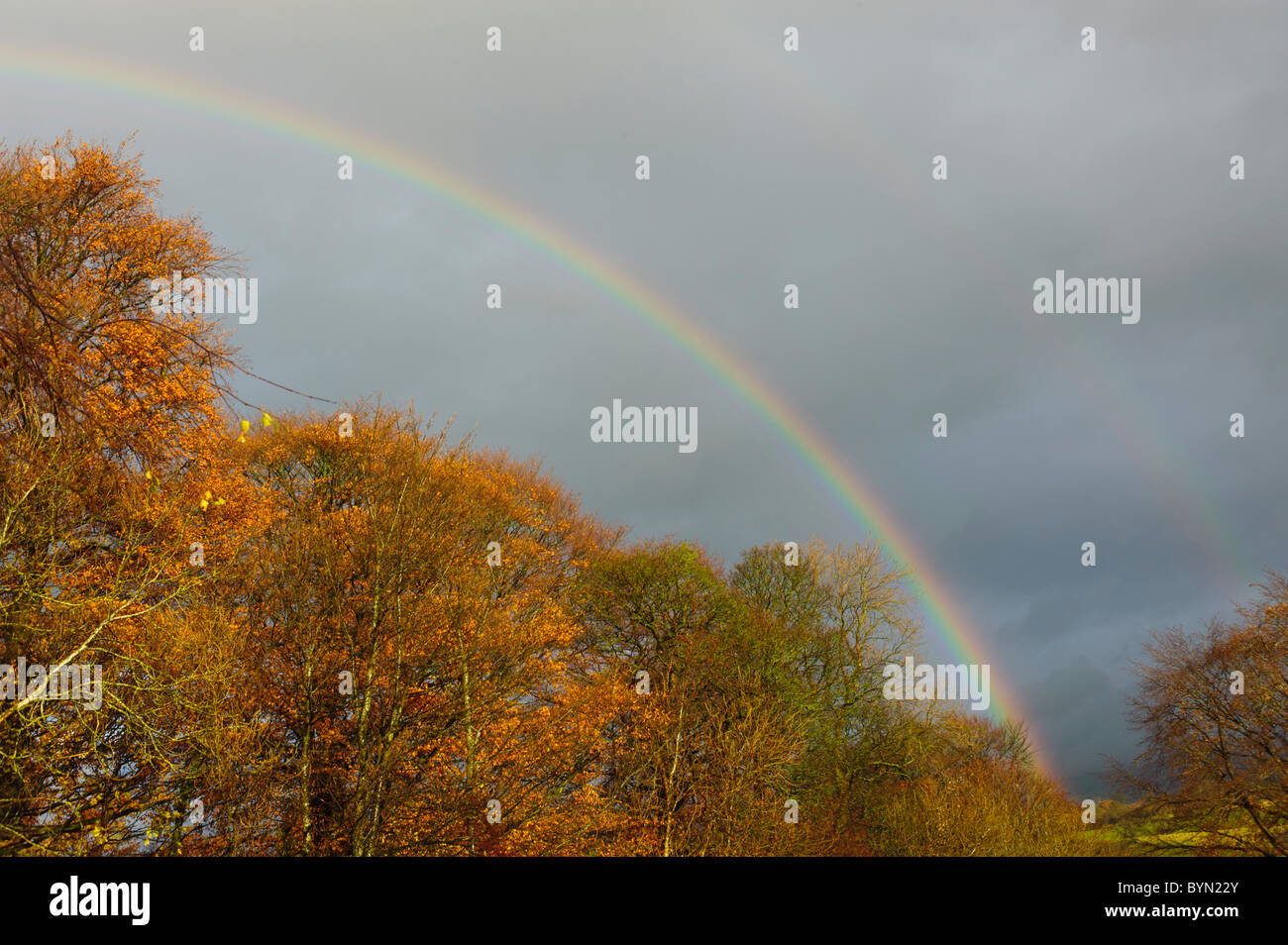 Rainbow over Autumn Trees Stock Photo - Alamy