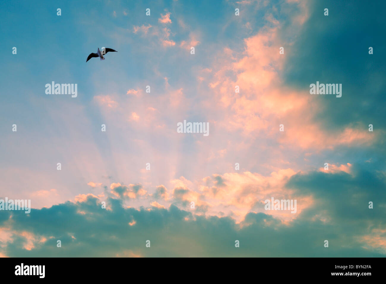 Seagull in evening hi-res stock photography and images - Alamy