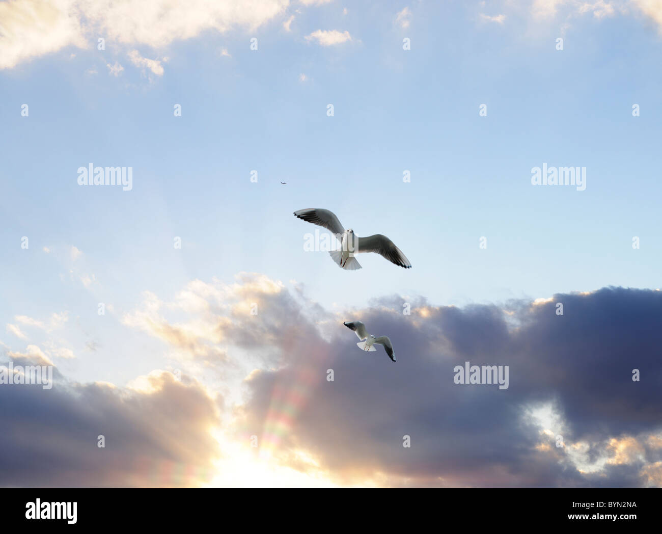 Two Seagulls Flying in Sky Stock Photo - Alamy