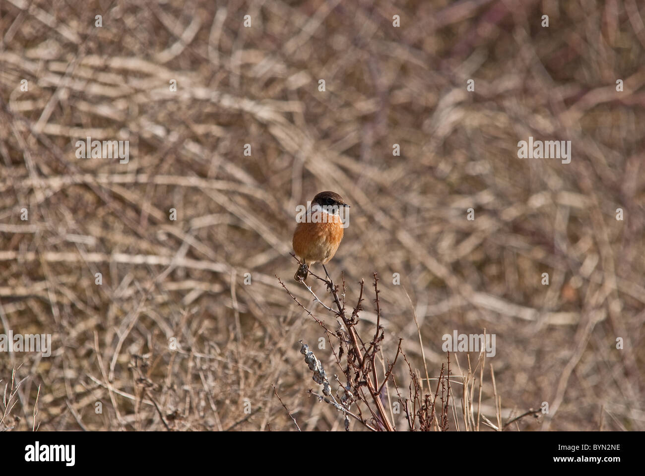 British stonechat hi-res stock photography and images - Alamy