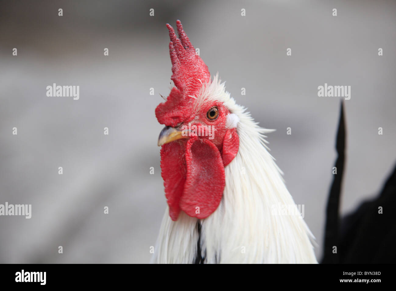 Rooster head hi-res stock photography and images - Alamy