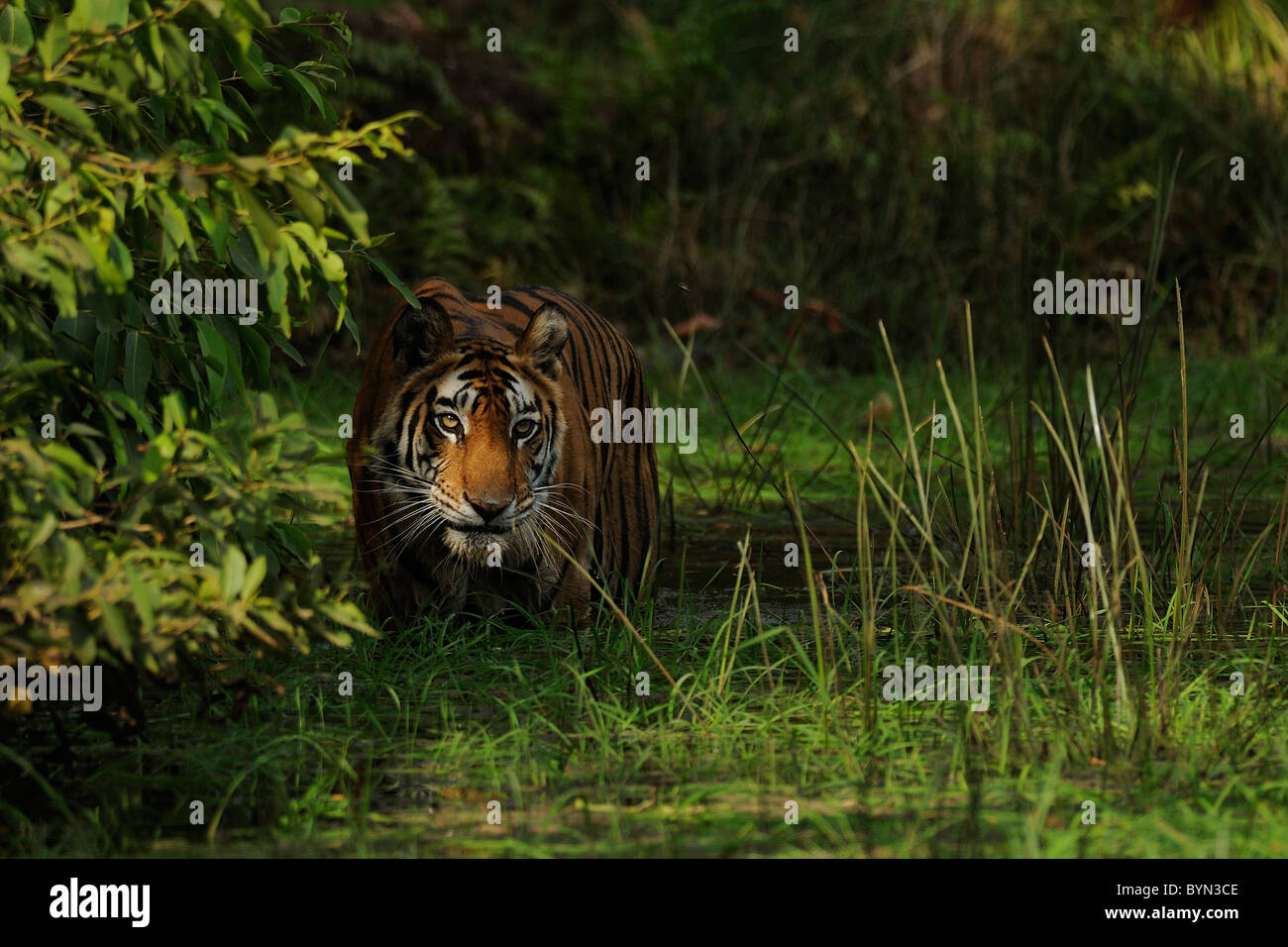Adult resident breeding female Bengal Tiger with spot-lit face in a ...