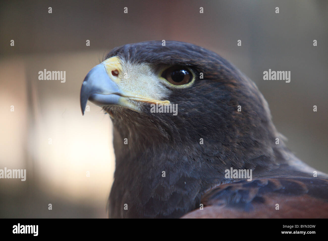 Hawk head hi-res stock photography and images - Alamy