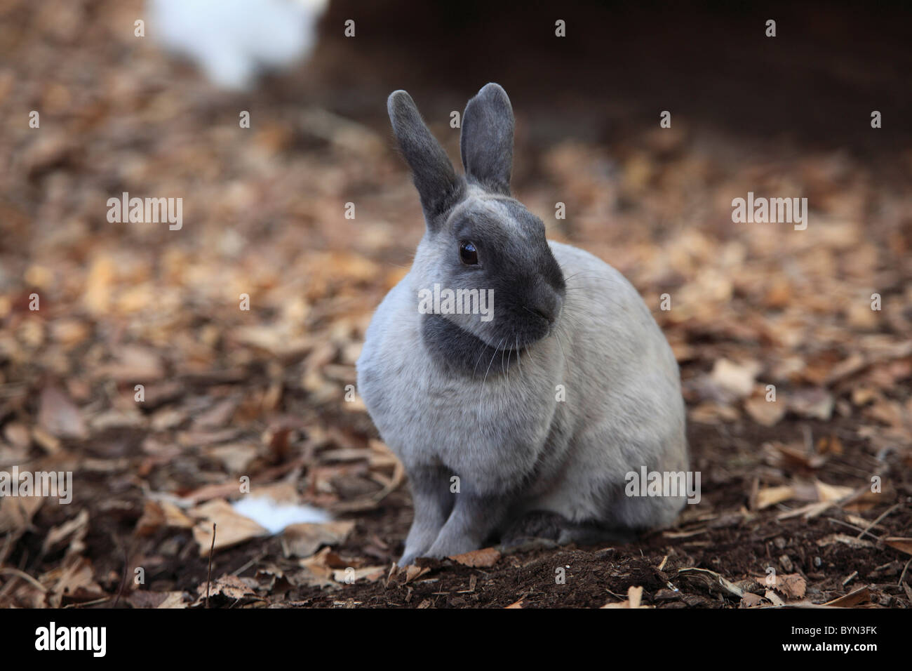 Captive rabbit hi-res stock photography and images - Alamy