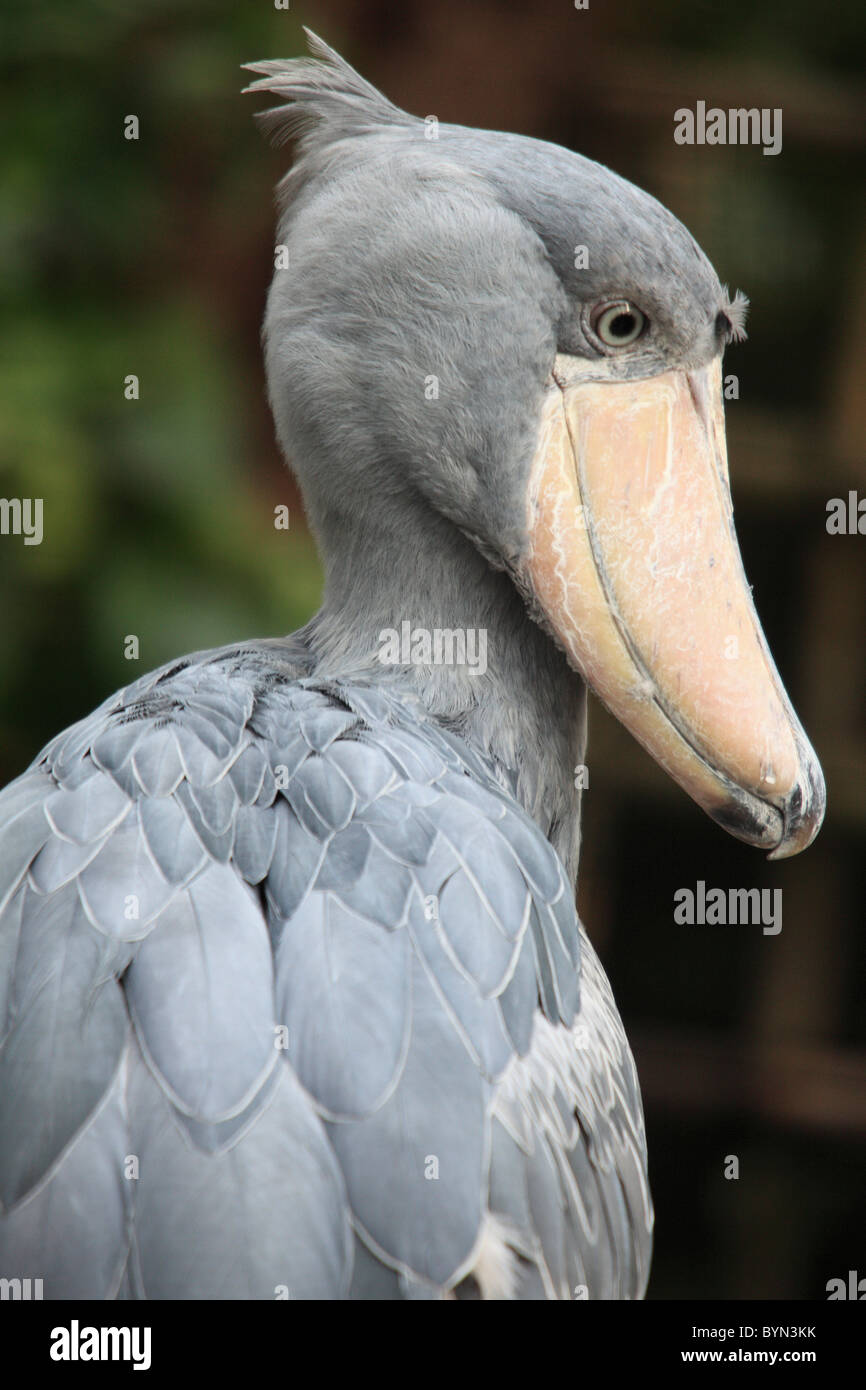 Shoebill hi-res stock photography and images - Alamy